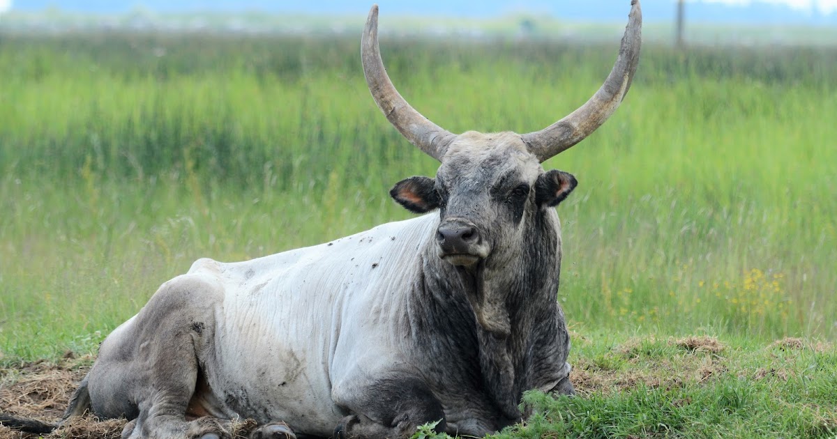Probirder: Hungarian Grey Bull