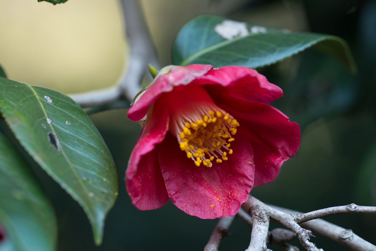 Flower Gallery: Camellia Gallery ツバキ（椿、海柘榴）写真ギャラリー