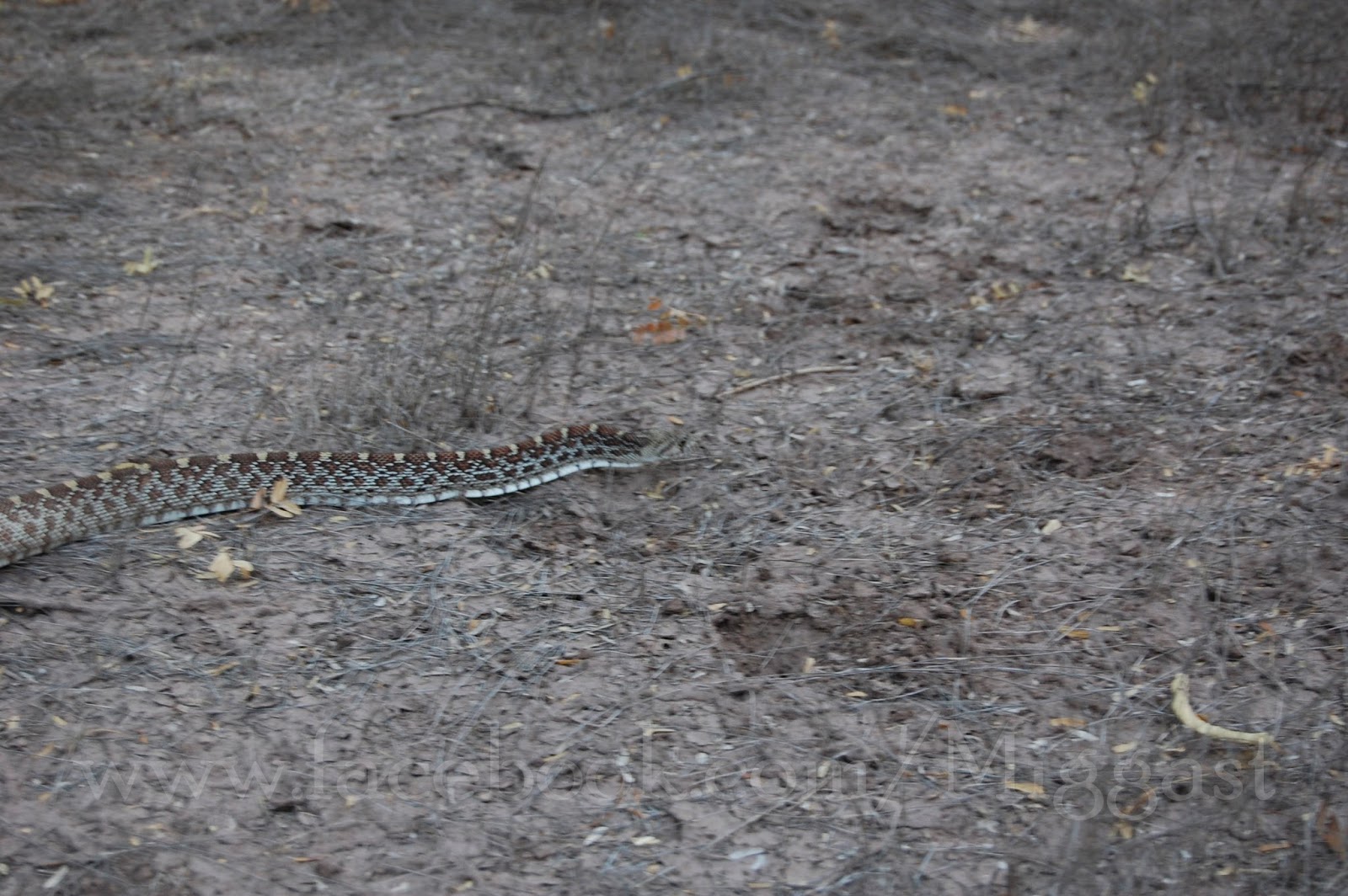 La Culebra Sorda (Pituophis catenifer).