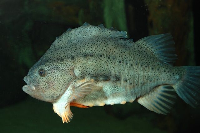 Real Monstrosities: Henfish aka THE Lumpsucker
