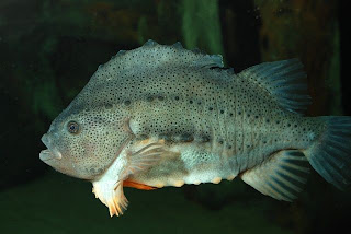 Real Monstrosities: Henfish aka THE Lumpsucker