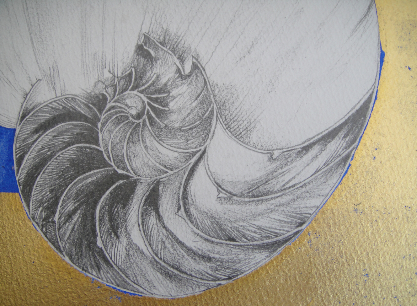 Limetrees Studio: Detail of Nautilus Drawing