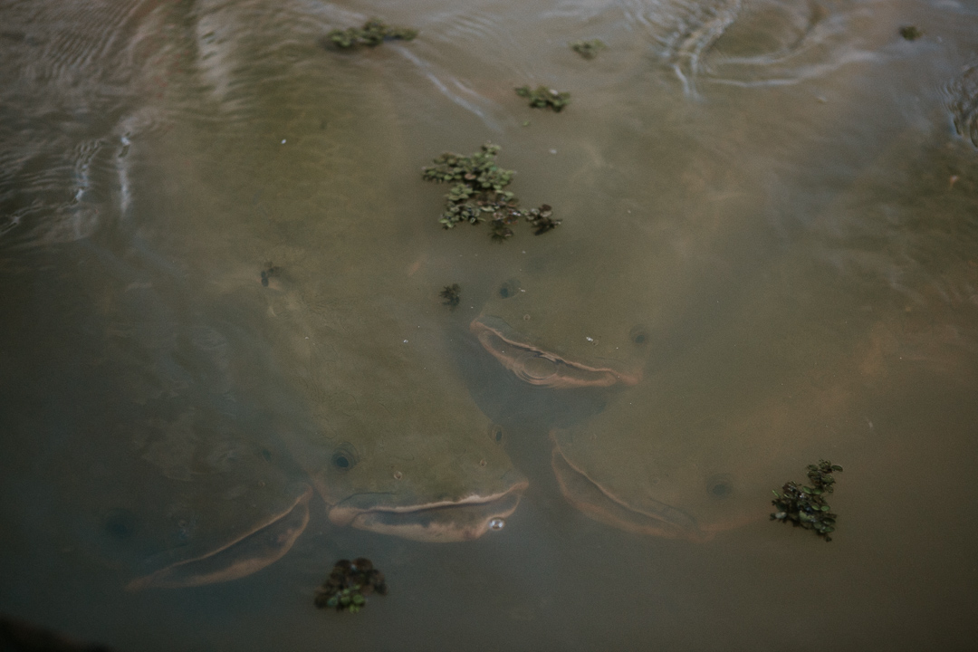 Exploring the Peruvian Amazon Jungle Responsibly: Iquitos | journographie