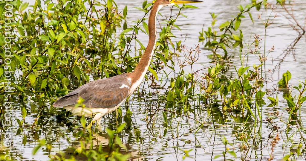 Birds of Barbados: 2017 Photographic Big Year - 87 - 89