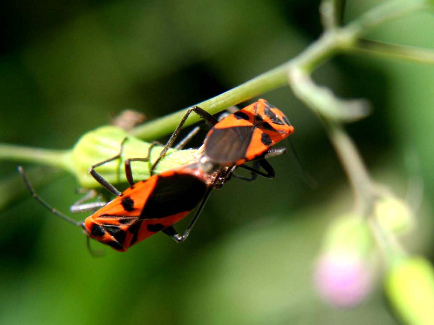 Living with Nature - School on Blog by Dr. Abercio V. Rotor: UST GS ...