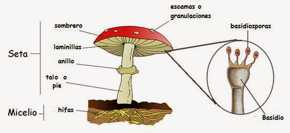 Biocultura: Reino Fungi