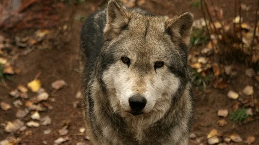 White Wolf : The Dire Wolf - North America's Prehistoric Wolf (Video)