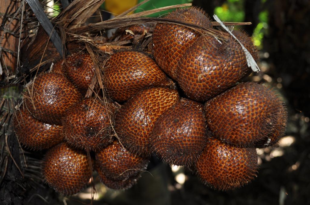 Seputar Biologi: Buah Salak (Salacca zalacca)