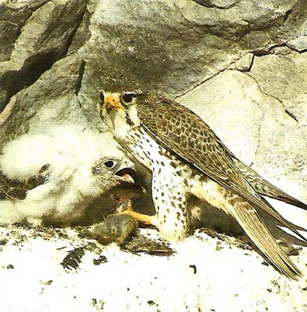 Manash (Subhaditya Edusoft): Some Unique Birds : Only Modern Inheritors ...