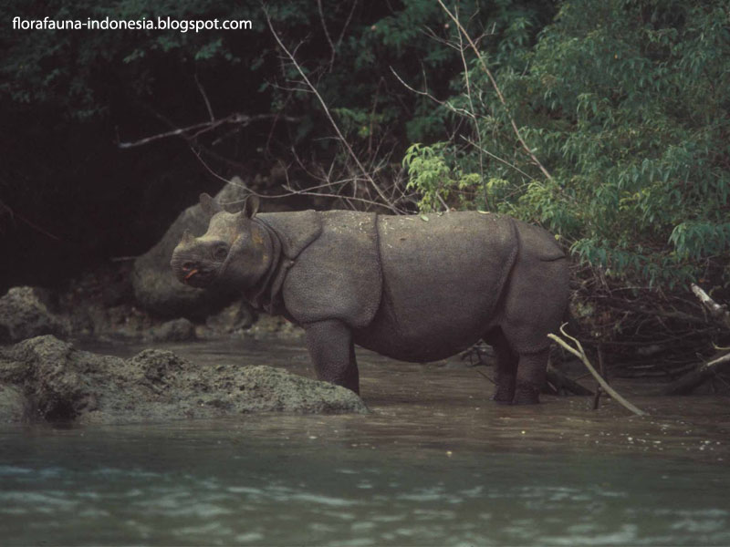 BADAK JAWA - Flora & Fauna Indonesia