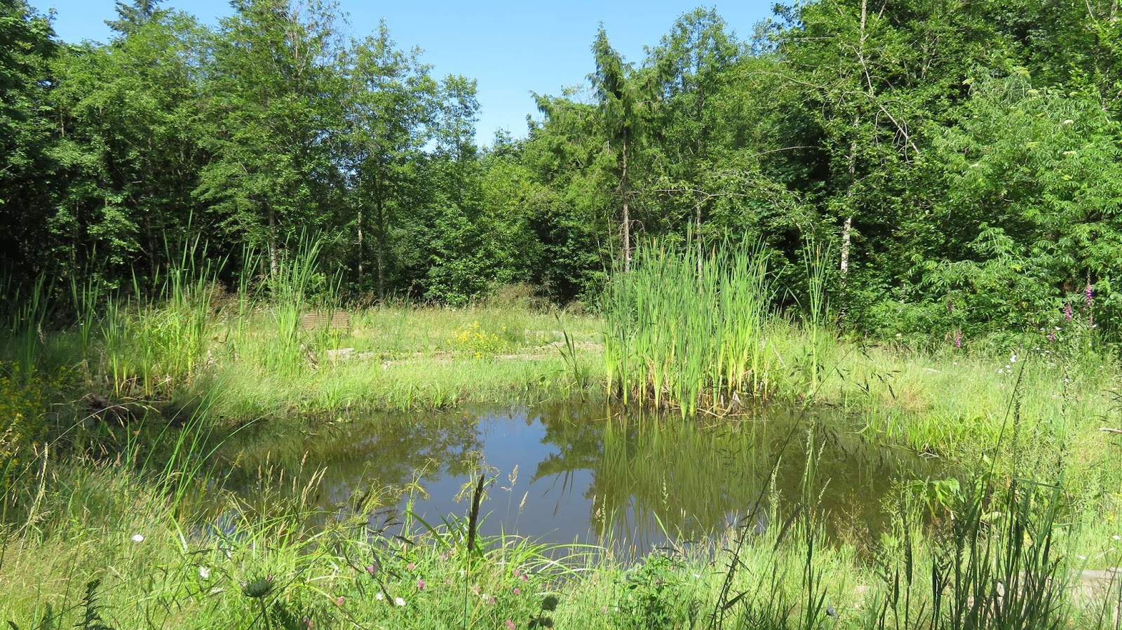 MOUNTAIN TOP POND: Pond 2 History