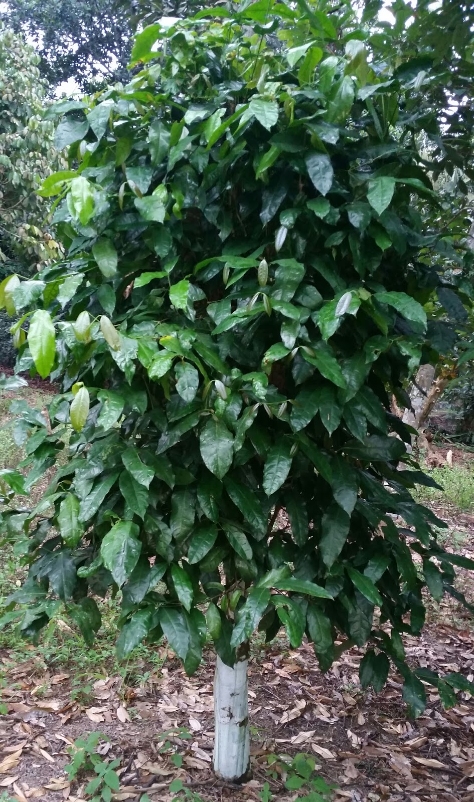 Warisan Petani: Pokok Belinjau.