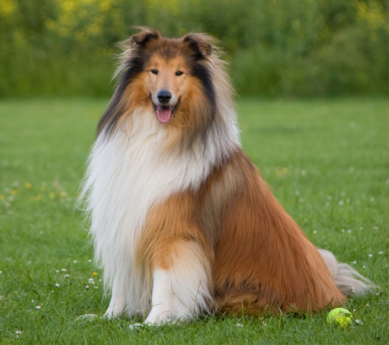 Butterscotch Farm: Old-Fashioned Collies