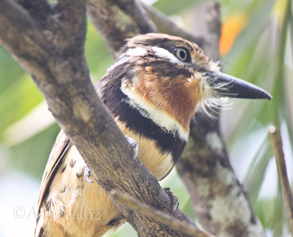 Aventura fotográfica: Bobito punteado, Coludo, Tol o Buco bobito ...