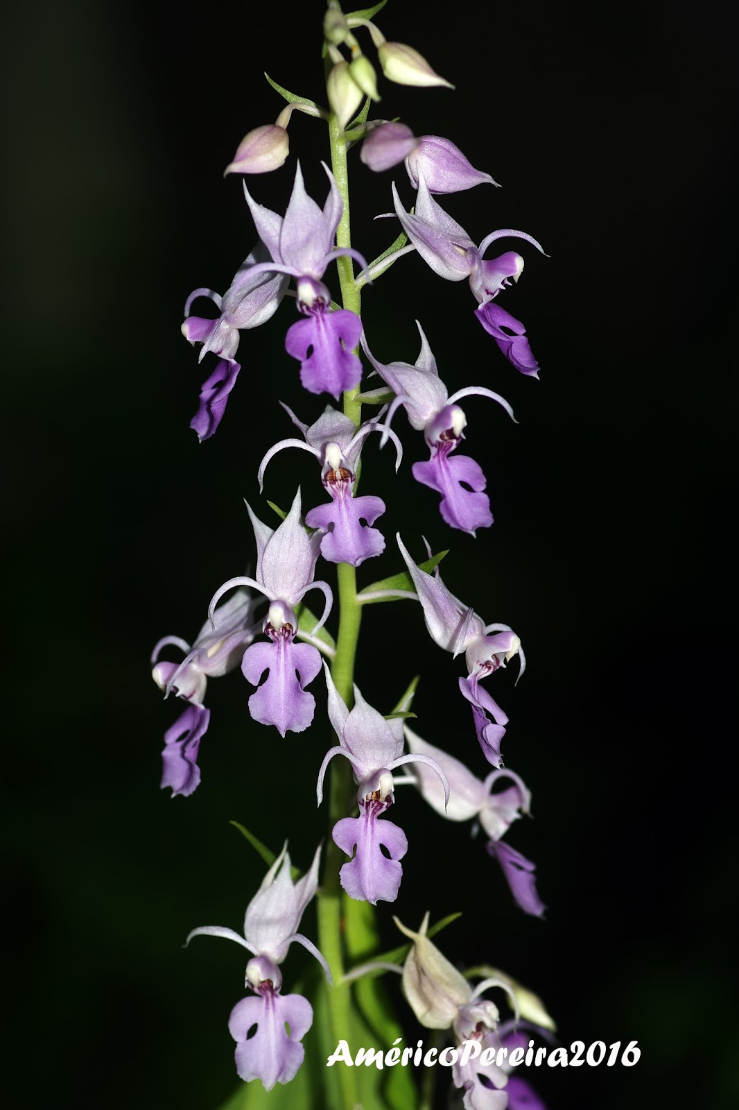 Orquídeas soltas: Calanthe reflexa