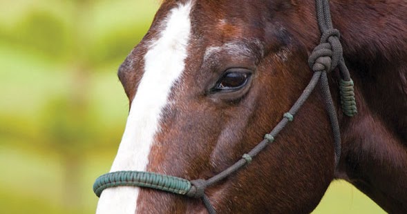 kirkville : Herd Leader - look him in the eye