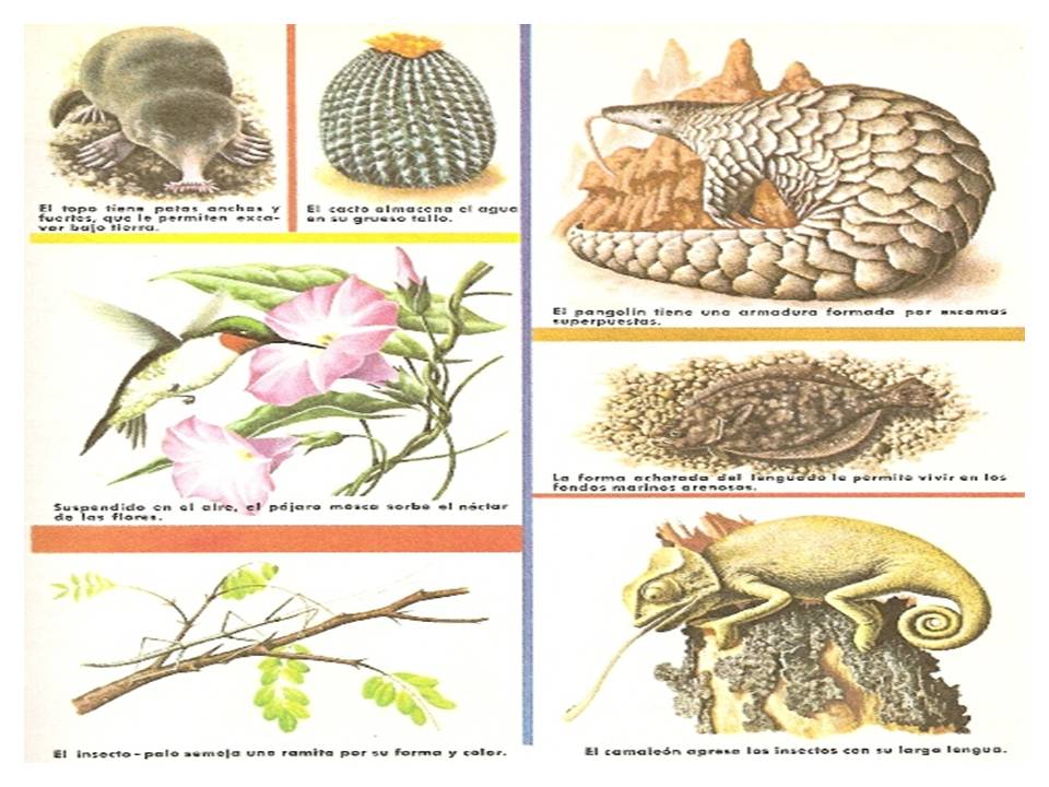 ecologyvicki: 2.2. Adaptación y sucesión de especies