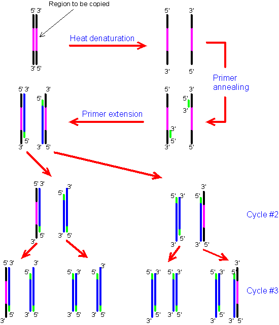 PCR ( Polymerase Chain Reaction ) ~ Biohazard D'hend Fingerh8