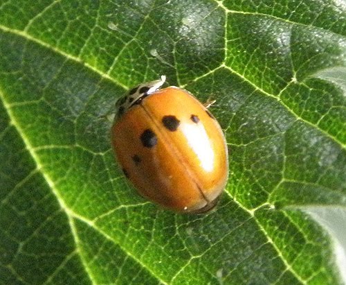 Bird Blog: Ten-Spotted Ladybird (Adalia decempunctata)