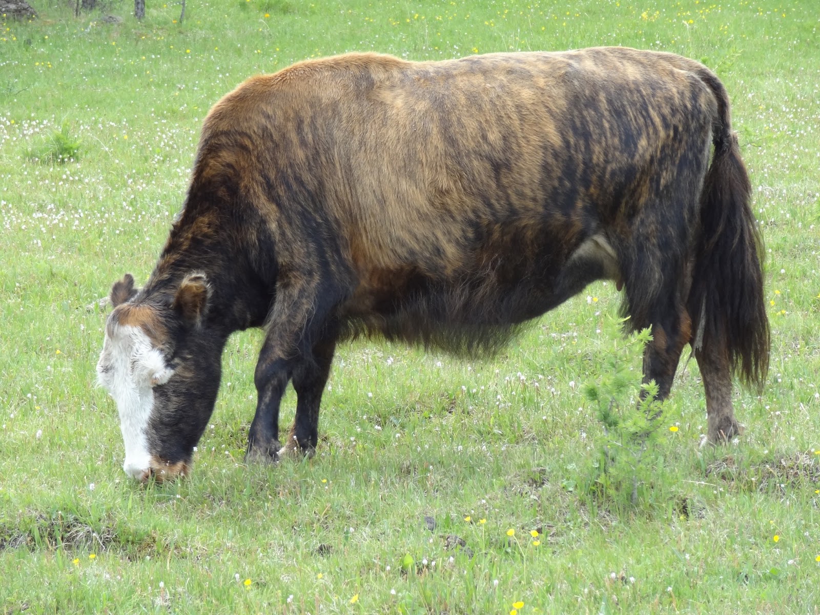 Carles de viaje: Mongolia: Kovsgol National Park