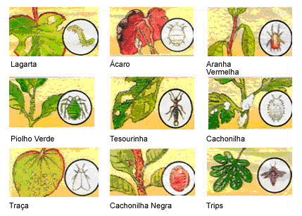 Plantas, Flores, Cactos e Suculentas: Insectos, pragas e doenças que ...