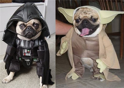 the pop world of pugs: pugs in costume