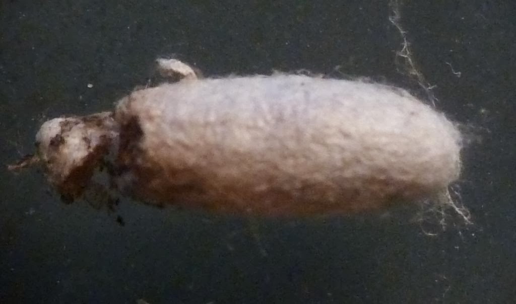 Dave Hubble's ecology spot: Multiple cocoon of many mysteries