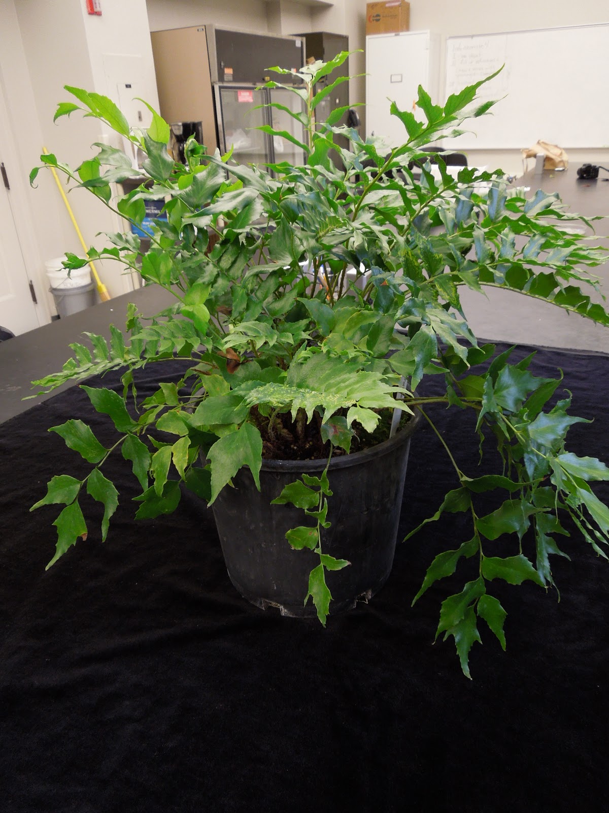 UF BOT 2710: Practical Plant Taxonomy: Lab 5: Lower vascular plants and ...