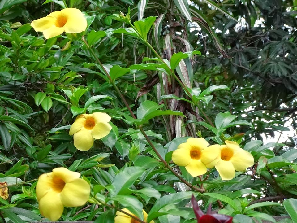 Meu Cantinho Verde: CAROLINA, ALAMANDA AMARELA - ( Allamanda cathartica )