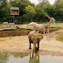 Dallas Zoo’s Giants of the Savanna Named #3 Zoo Habitat in the Nation ...