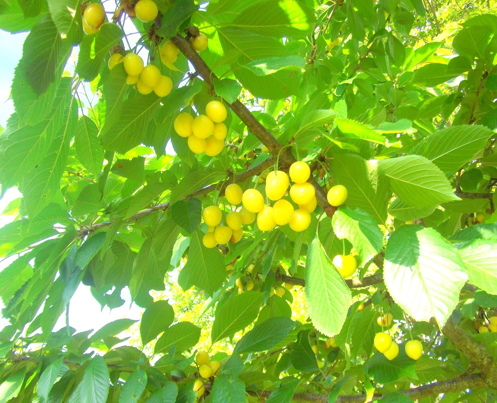 Magnon's Meanderings: Yellow Cherries.