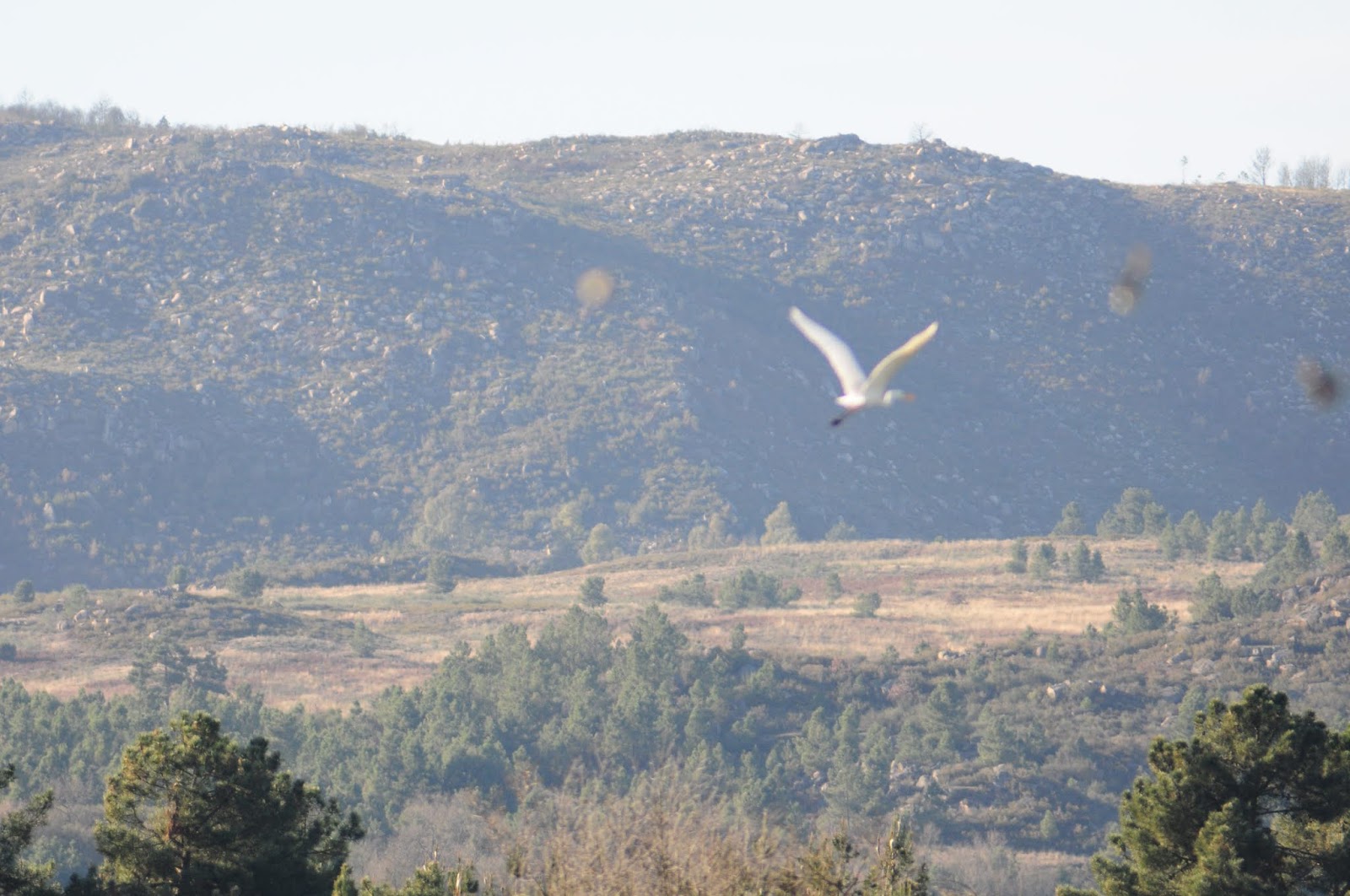 Verín Natural: Censo ibérico de Aguia peixeira invernante 2019