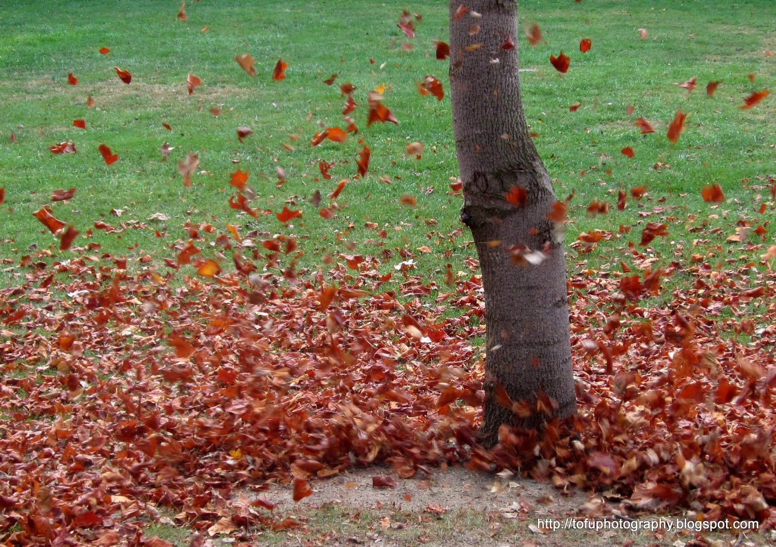 Tofu Photography: Swirling leaves