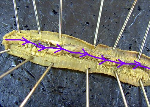 Bio 11 Blog Earthworm Dissection bio-11-blog-earthworm-dissection
