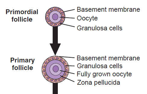 EMBRIOLOGIA: CAPITULO 3. PRIMERA SEMANA DE DESARROLLO. DE LA OVULACION ...