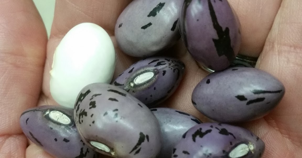 Back to the Basics!: Saving the Fremont Bean