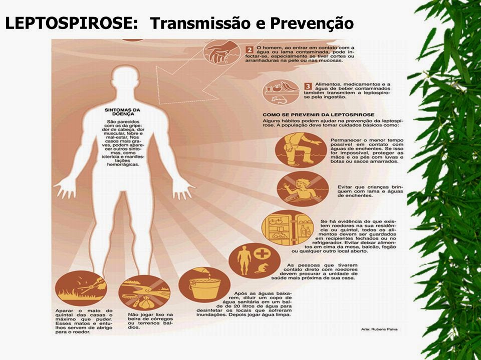 Medicina - facilitando fontes: LEPTOSPIROSE