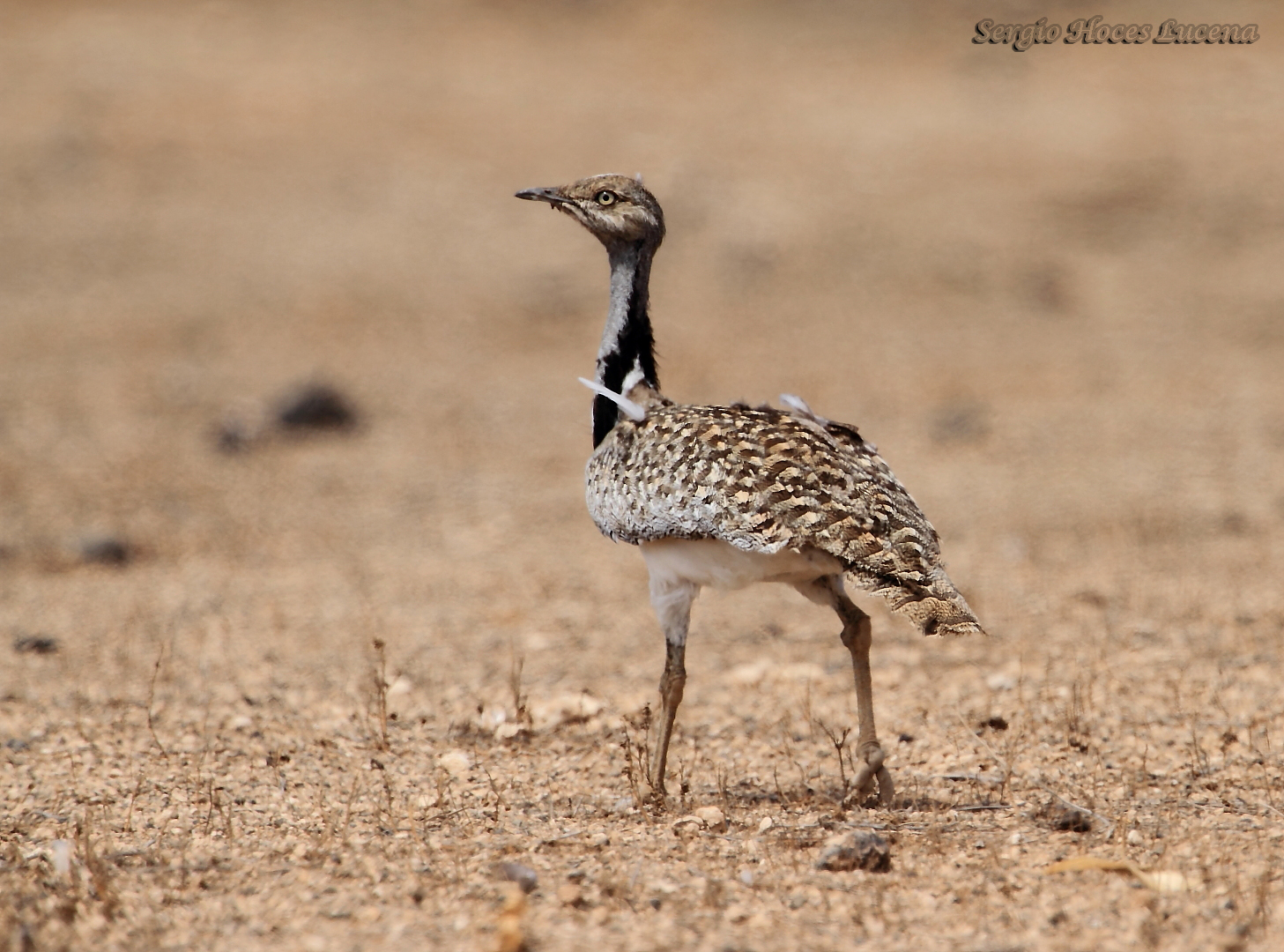 Viajes, Salidas, Naturaleza, (Fotografía).: Avutarda Hubara ...