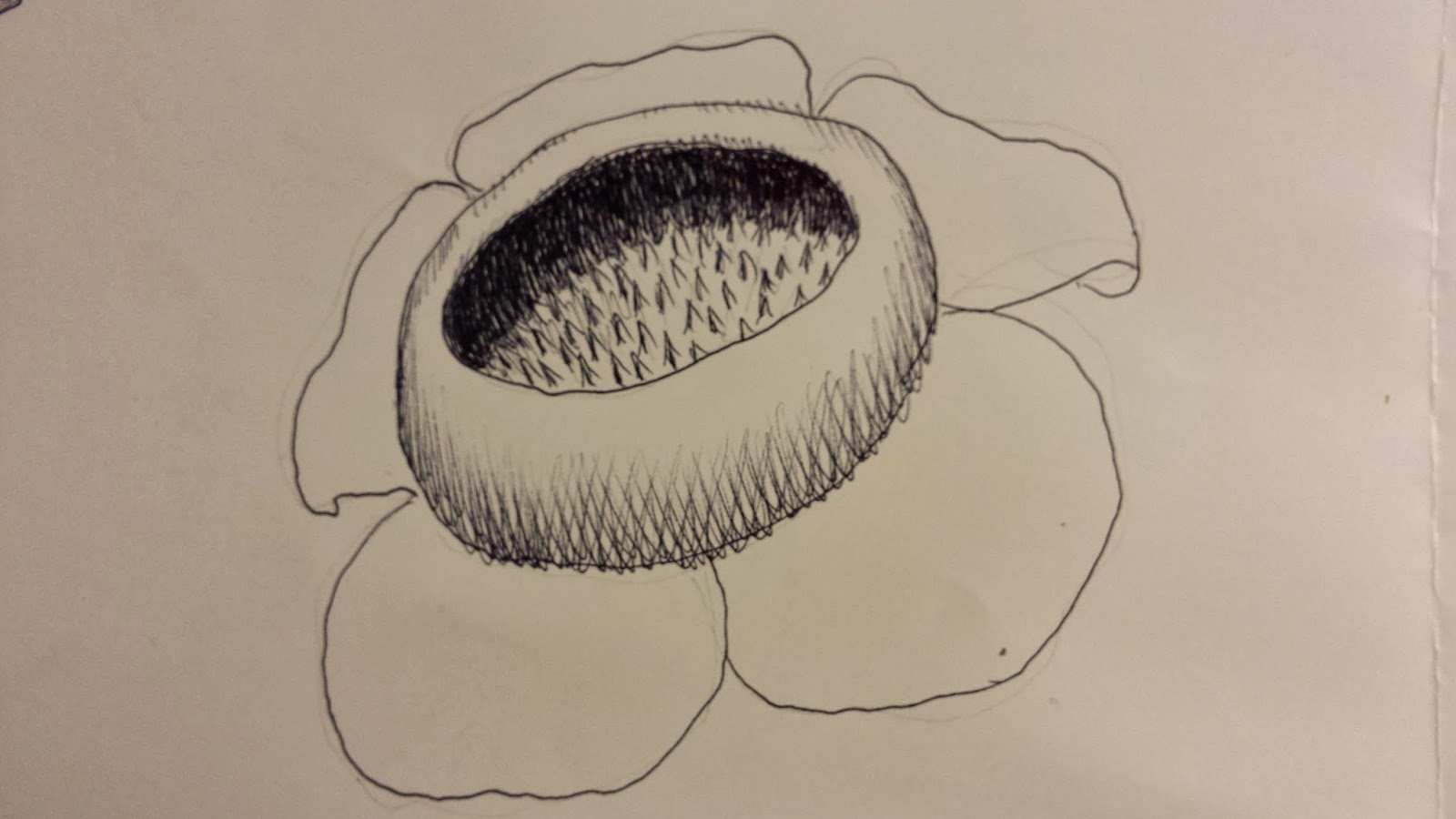 Rafflesia Flower Drawing