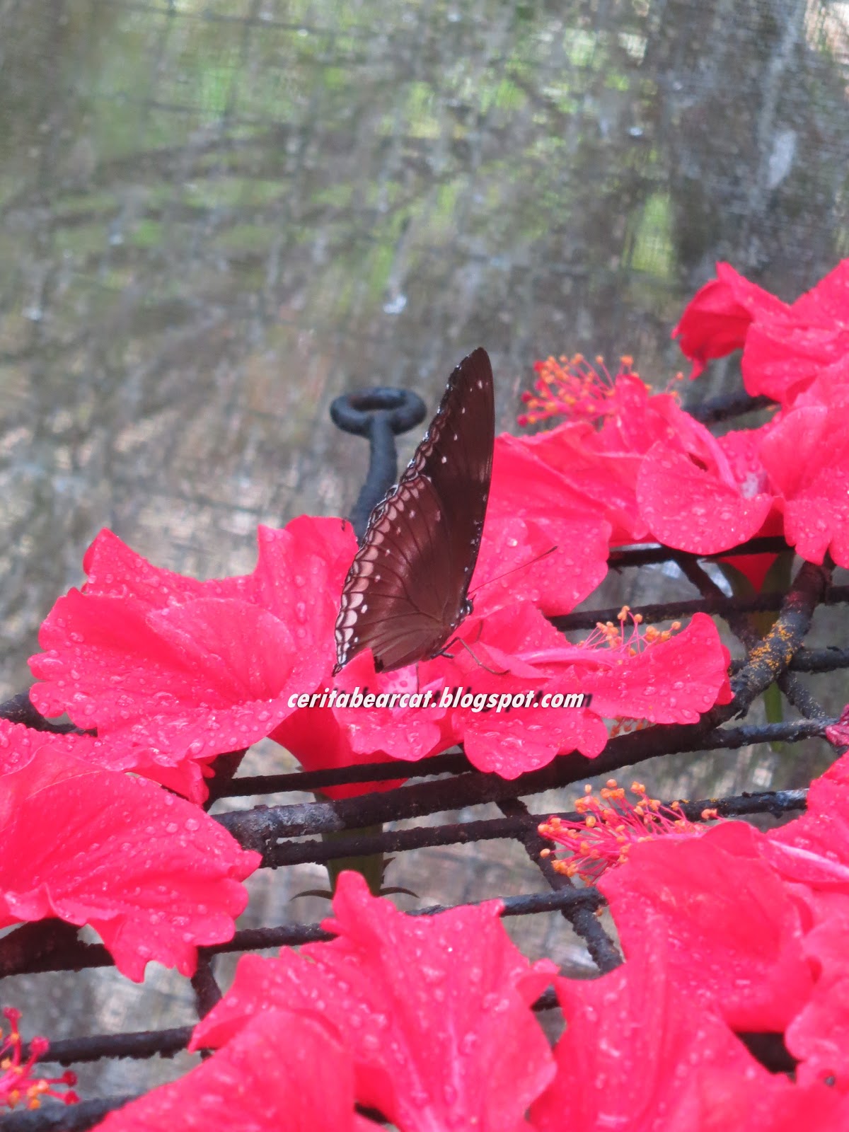 Cerita Bearcat: Taman Rama-Rama, Teluk Bahang, Penang