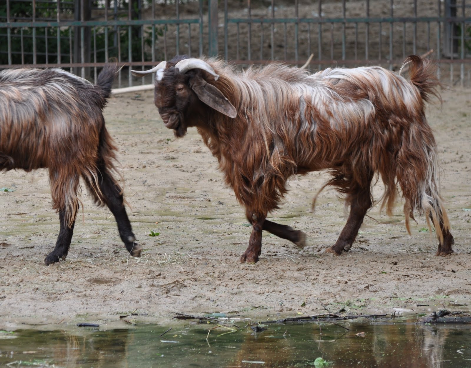 ZOOTOGRAFIANDO (6.100 ANIMALS): CABRA DOMÉSTICA / DOMESTIC GOAT (Capra ...