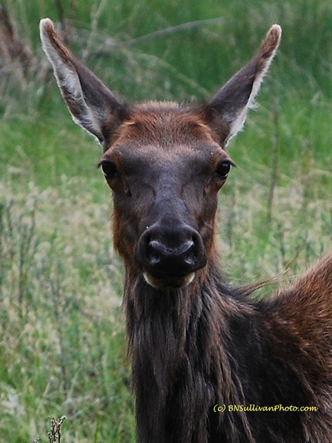 B N Sullivan Photography: Here's looking at you, Ms. Elk