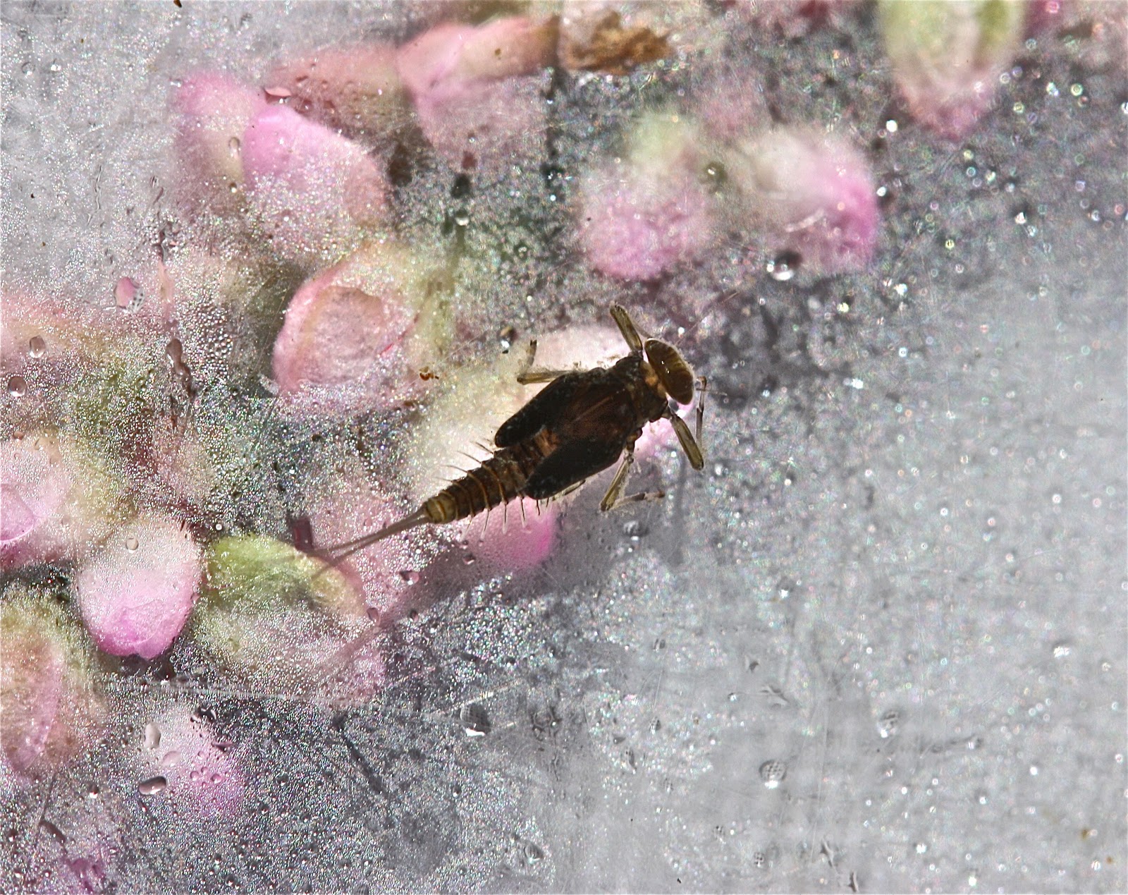 Aquatic Insects of Central Virginia: Acentrella turbida: Our "Fall ...