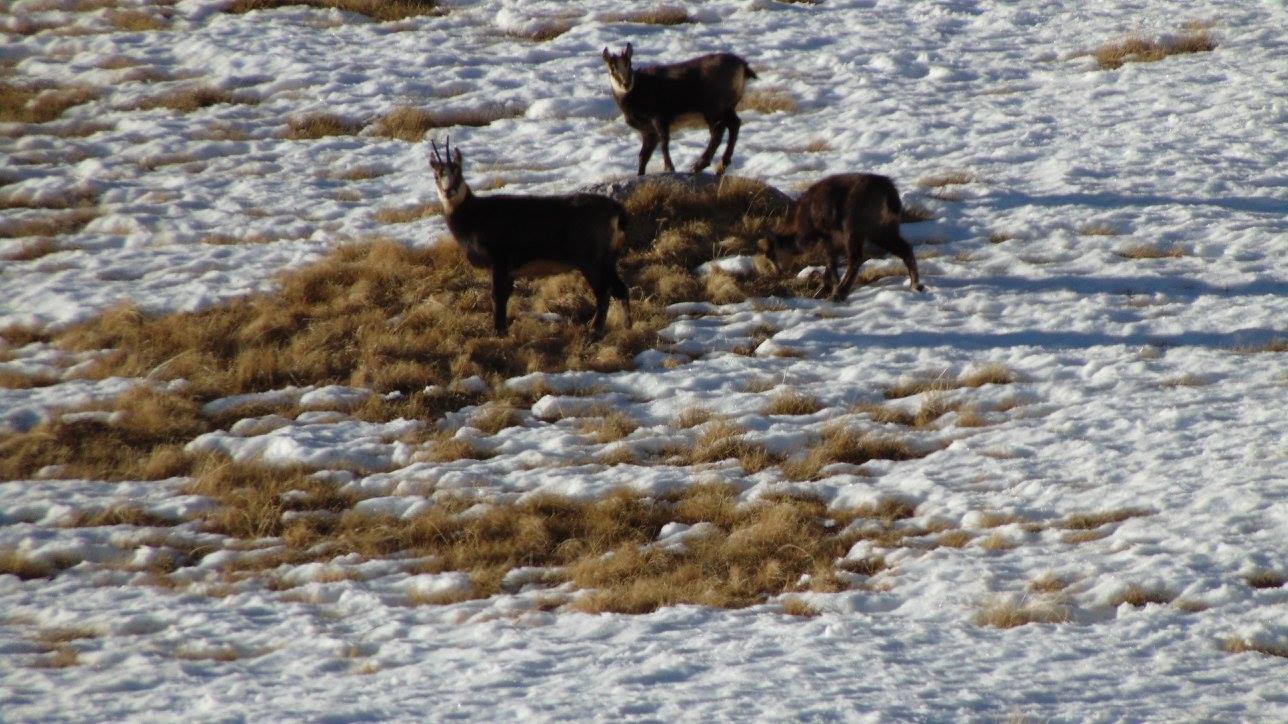 Zivotinje Crne Gore: Album