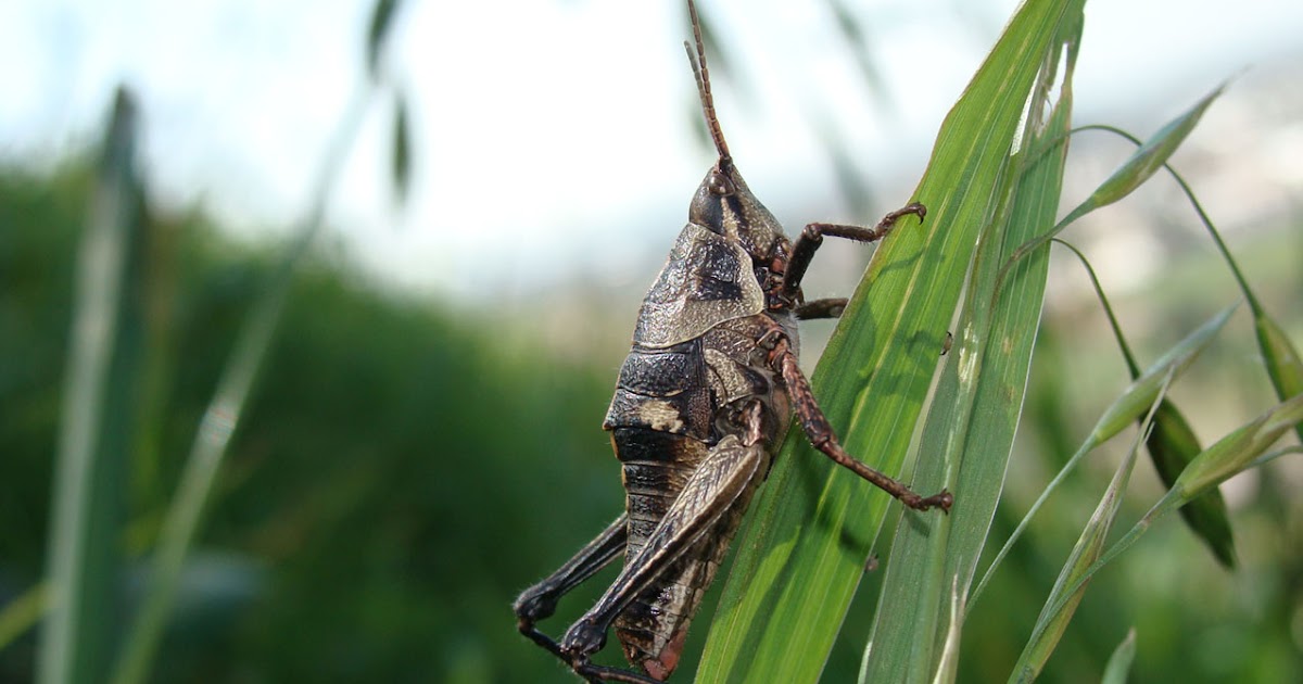 CHAPULINES COMO INGREDIENTE PRINCIPAL DE LA GASTRONOMÍA PREHISPÁNICA