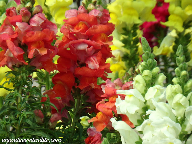 Antirrhinum majus (Antirrino, Boca de dragón, Dragonaria etc.)