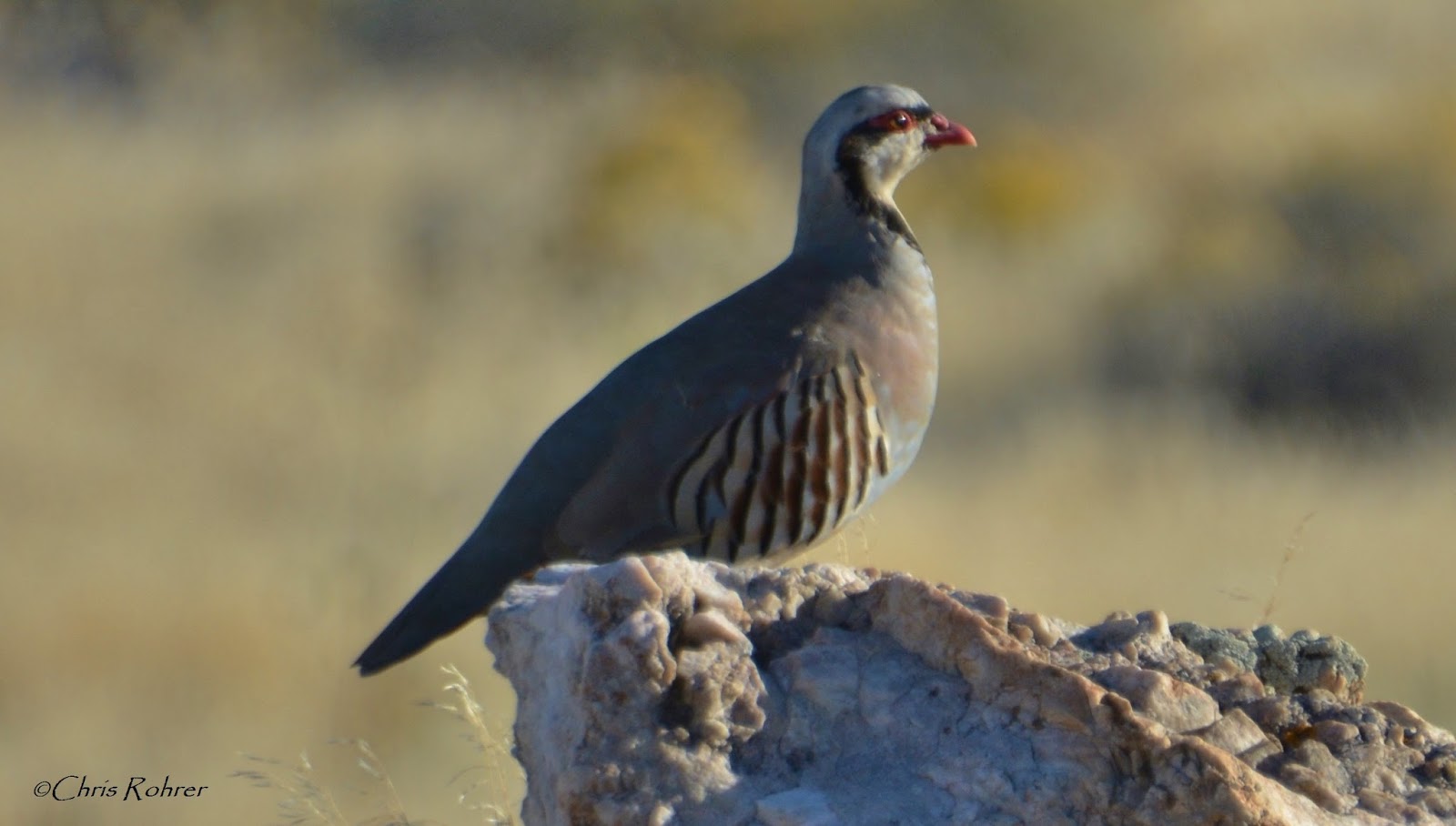 Las Aventuras: Las Aventuras: Arizona Quail and Grouse