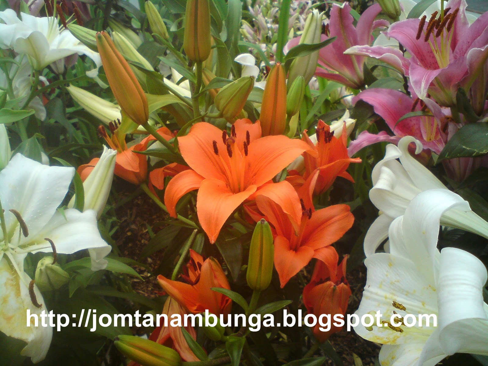 Jom Tanam Bunga: Album Bunga