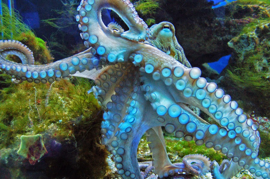 shelf notes: The Soul of an Octopus