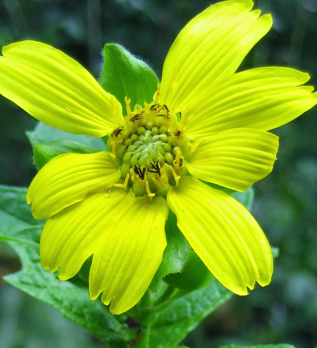 Discovering His Creation: Hairy Leafcup (Smallanthus uvedalius ...